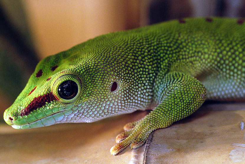 Madagaskar Gekko ZO (Forum für Naturfotografen)