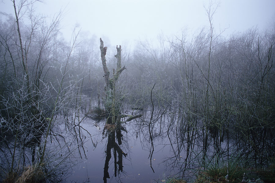 Oh schaurig ist es übers Moor zu gehn...ND (Forum für Naturfotografen)
