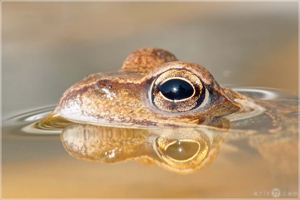 Frosch von gestern (Forum für Naturfotografen)
