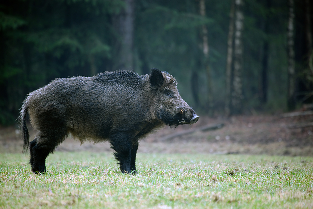 Mittel alte Keiler (Forum für Naturfotografen)