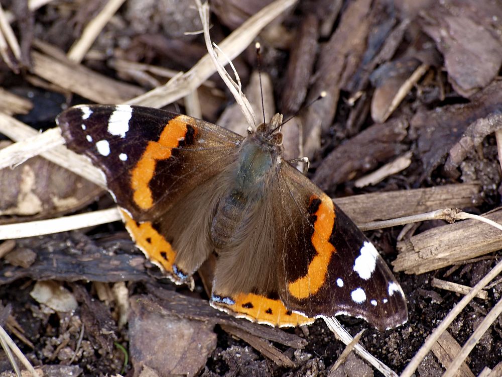 Admiral (Forum für Naturfotografen)