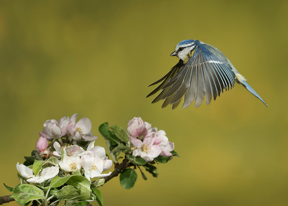 Blaumeise (Forum für Naturfotografen)