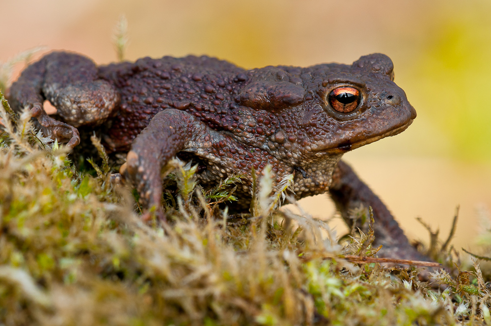 Bufo bufo (Forum für Naturfotografen)