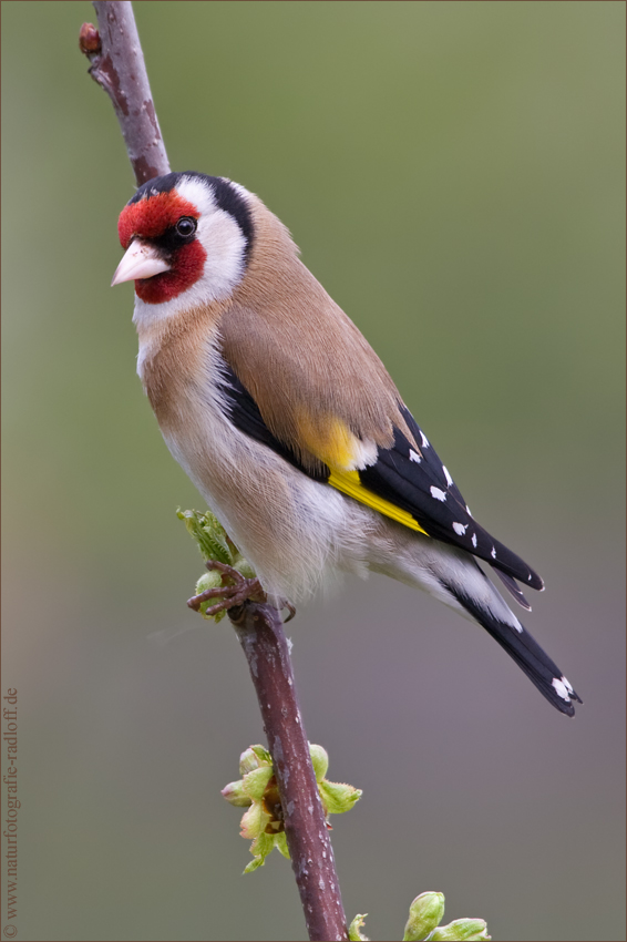 ~Stieglitz~ (Forum für Naturfotografen)
