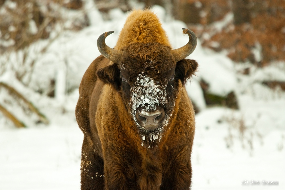 Wisent-Bulle - Bison bonasus (Forum für Naturfotografen)