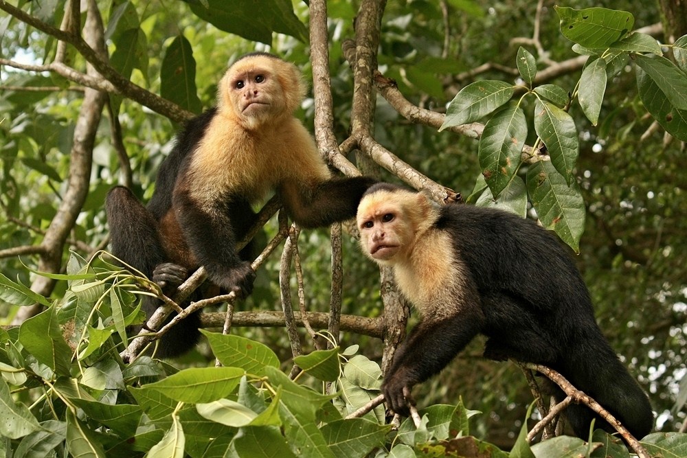 Wisent-Bulle - Bison bonasus (Forum für Naturfotografen)