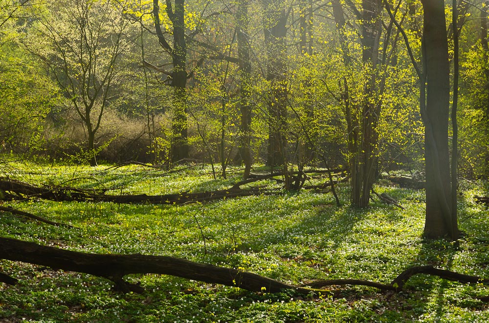 Frühlingswald (Forum für Naturfotografen)