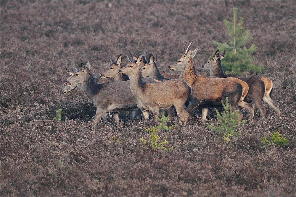 Rotwild (Forum für Naturfotografen)