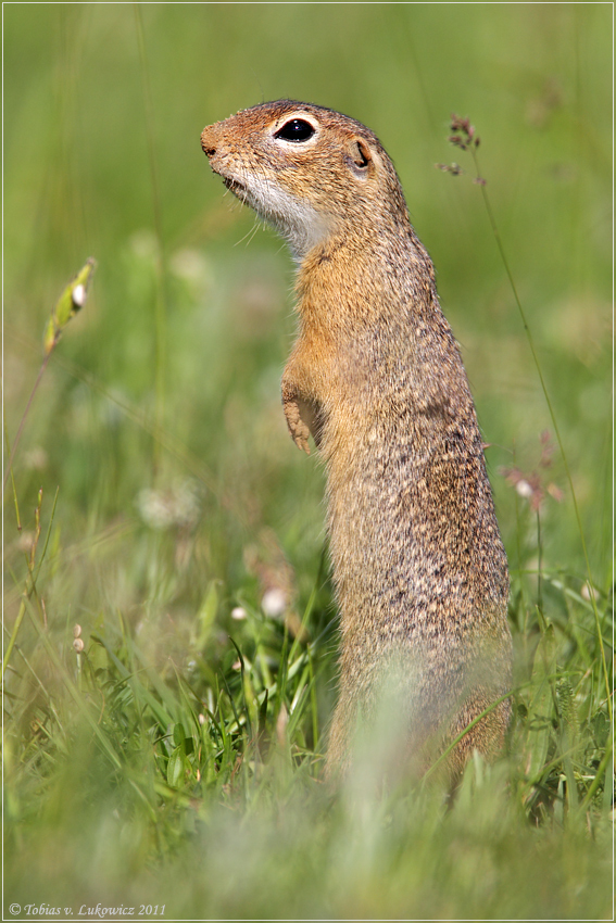 Ziesel (Forum für Naturfotografen)