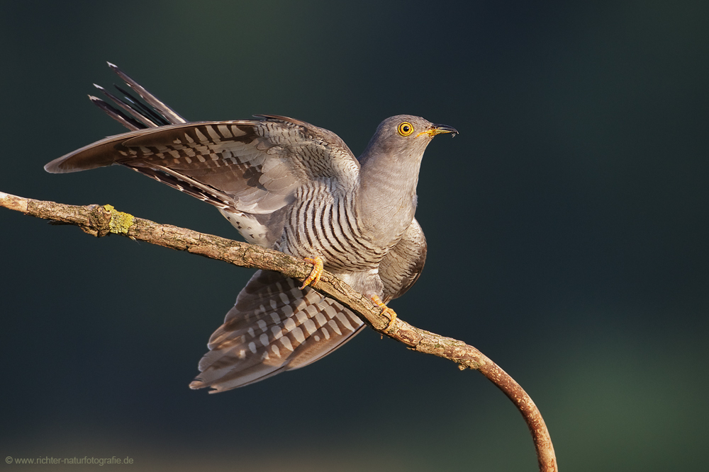 kuckucksei (Forum für Naturfotografen)