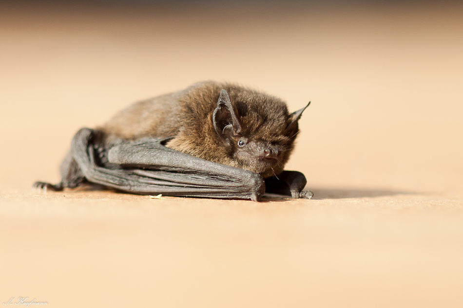 Fledermaus (Forum für Naturfotografen)