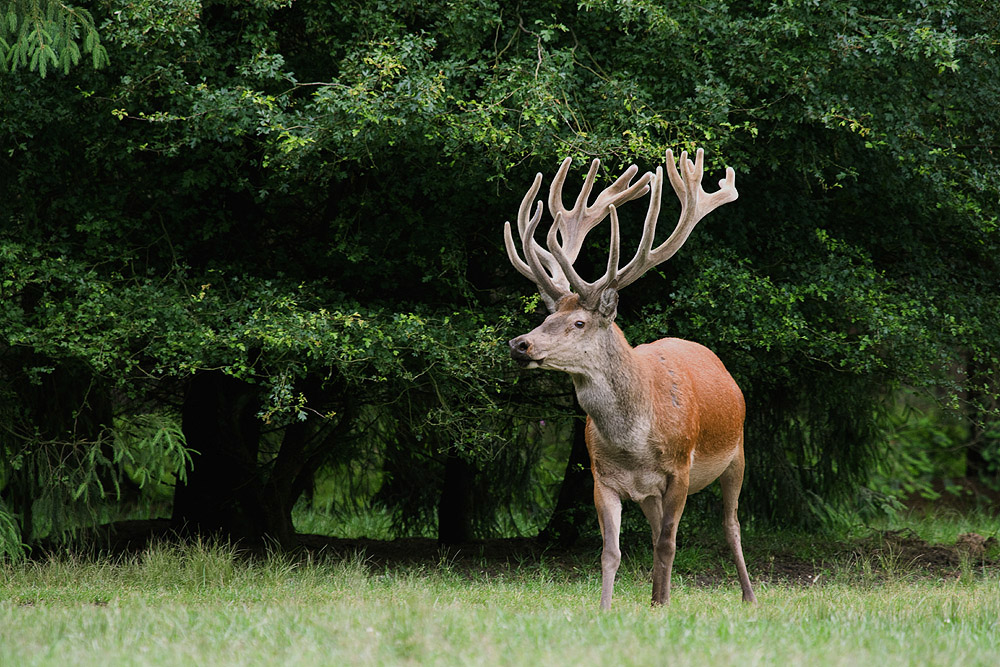 Das Gewei ist fertig (Forum für Naturfotografen)