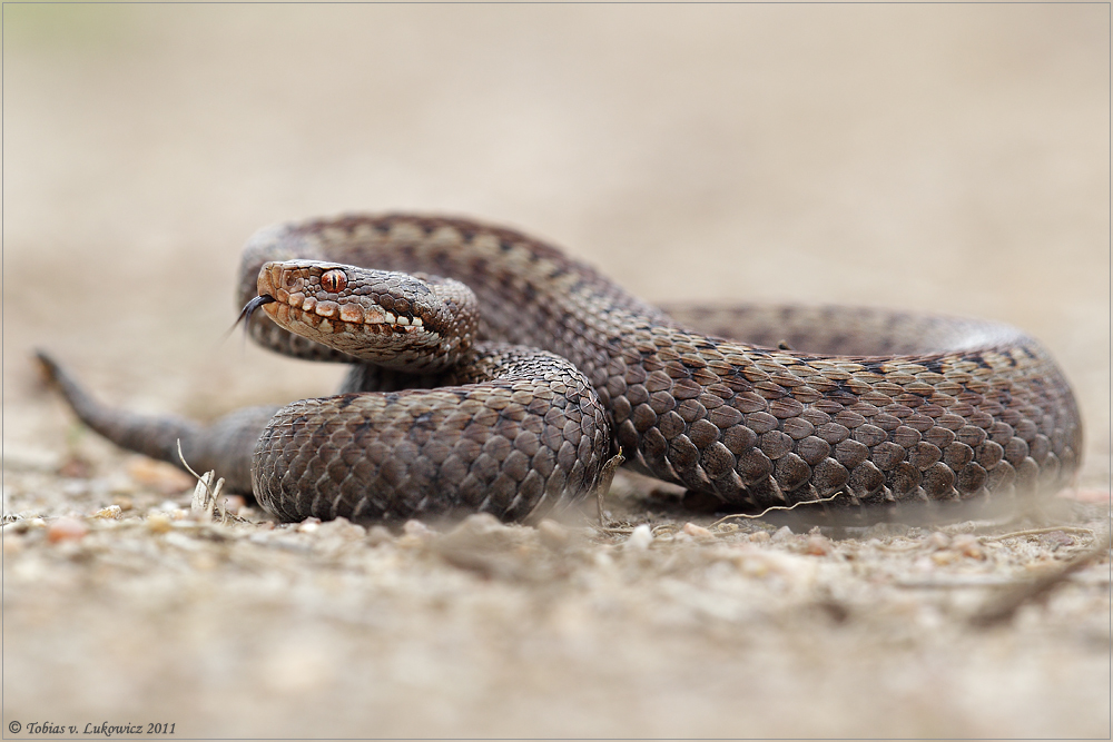 Vipera seoanei (Forum für Naturfotografen)