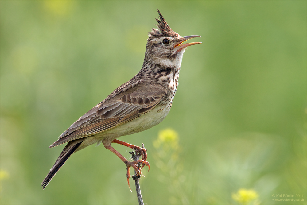 Haubenlerche (Forum für Naturfotografen)