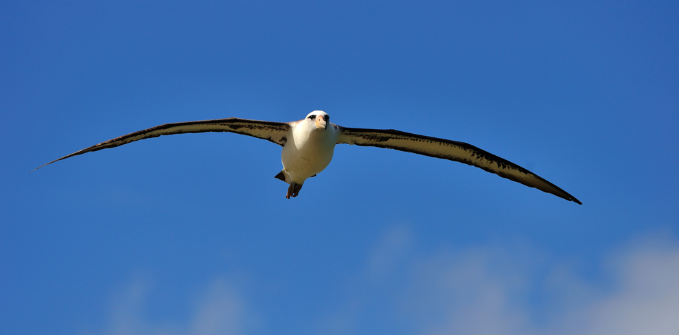 Laysan Albatros (Forum für Naturfotografen) Laysan Albatros (Forum für Naturfotografen)