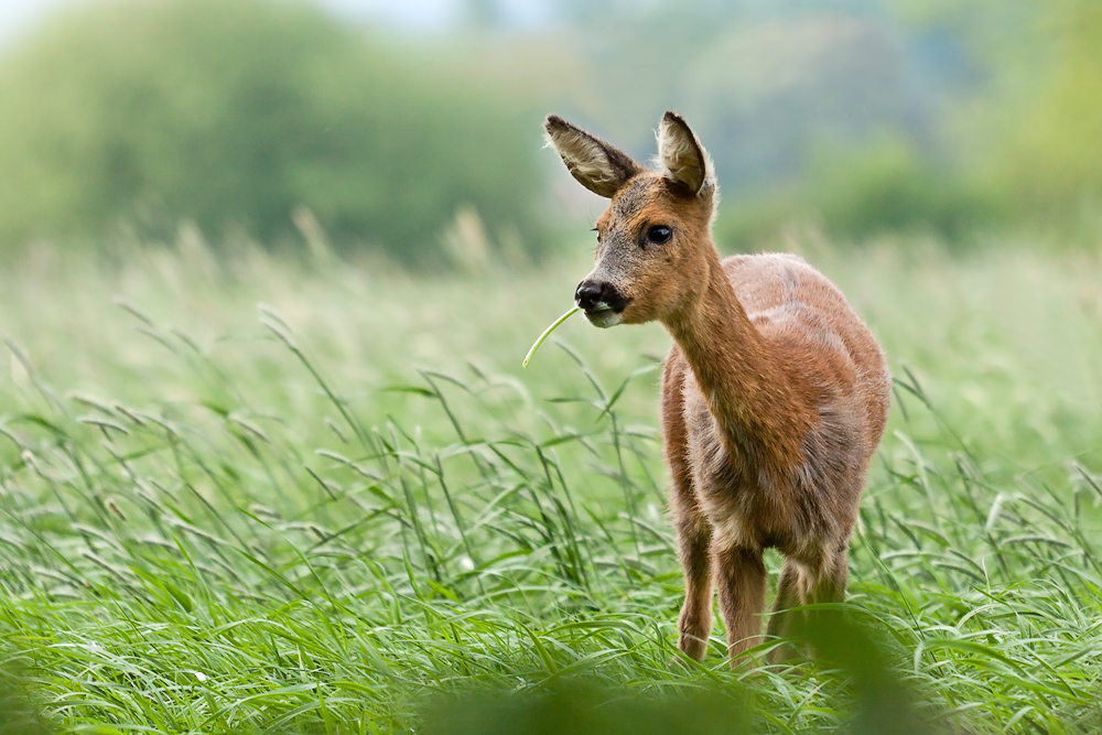 äsende Ricke (Forum für Naturfotografen)