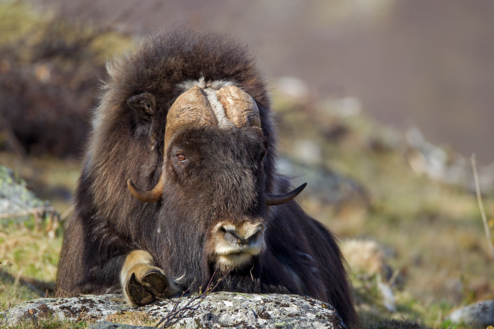 Paarhufer (Forum für Naturfotografen)