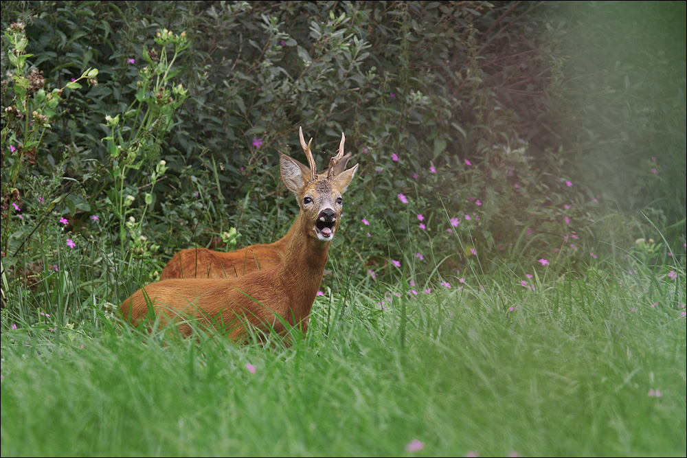 Bäahh ... (Forum für Naturfotografen)