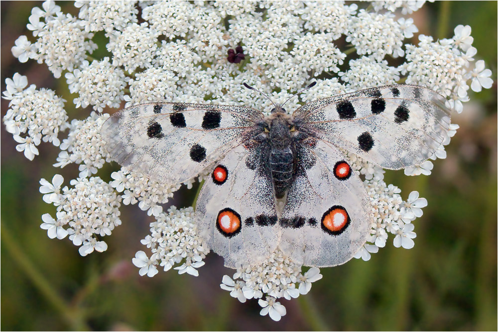 Apollofalter (Forum für Naturfotografen)