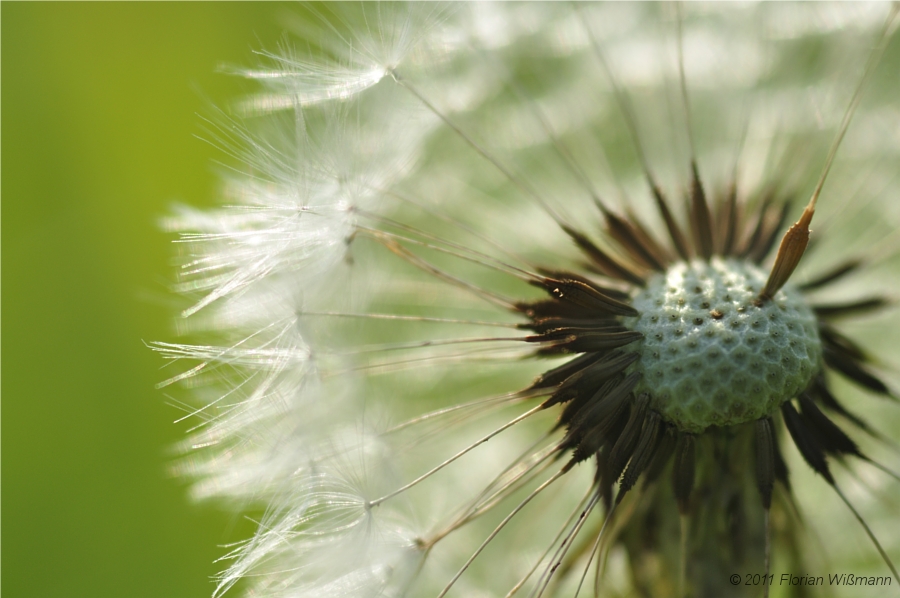 Pusteblume (Löwenzahn) (Forum für Naturfotografen)
