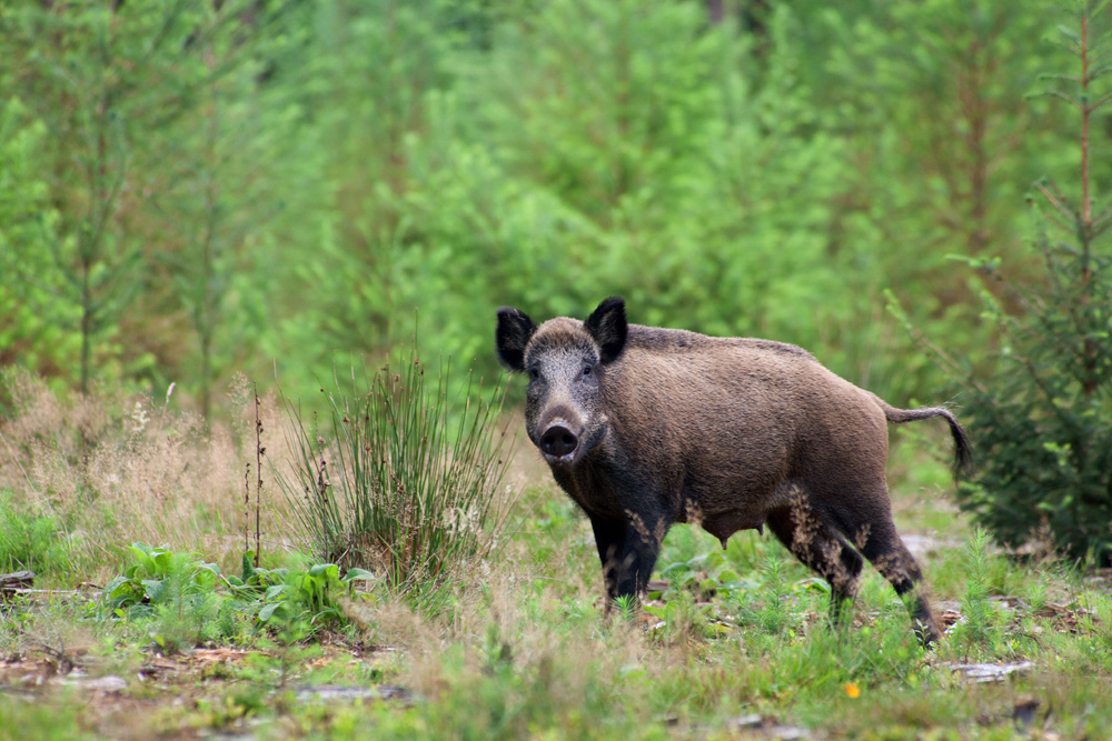 Sau. (Forum für Naturfotografen)
