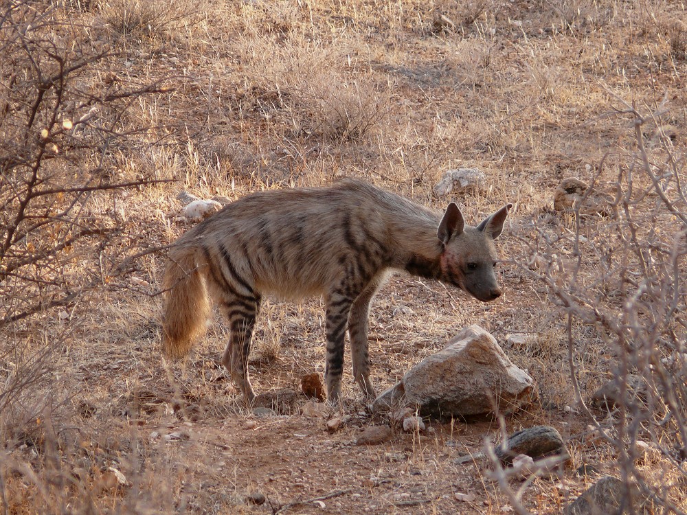The rarest hyena in Africa - Die seltenste Hyäne Afrikas - Samburu ...