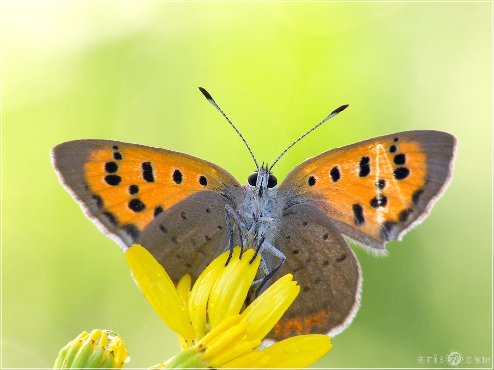 Kleiner Feuerfalter - Lycaena phlaeas (Forum für Naturfotografen)