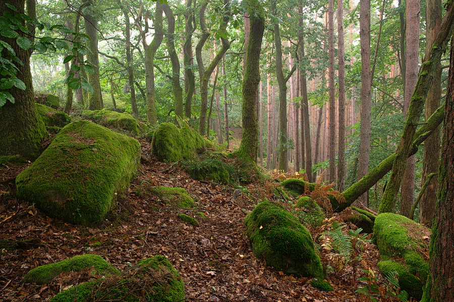 Mooswald (Forum für Naturfotografen)