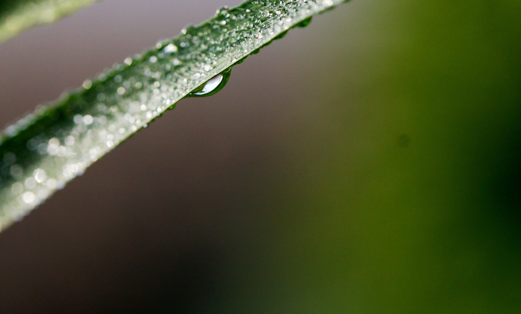 Morgentau (Forum für Naturfotografen)