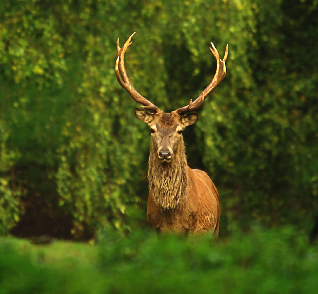 Rothirsch (Forum für Naturfotografen)