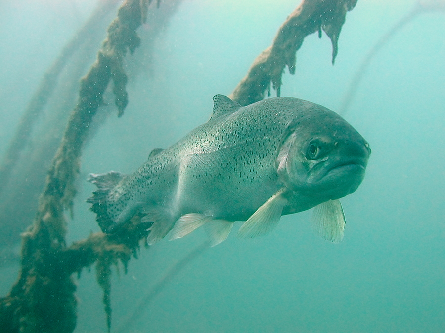 Forelle (Forum für Naturfotografen)