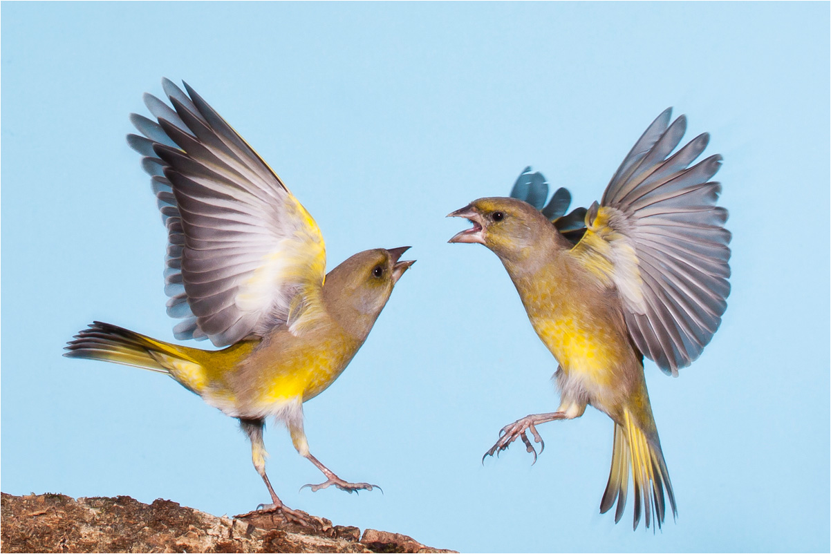 Streitende Grünfinken (Forum für Naturfotografen)