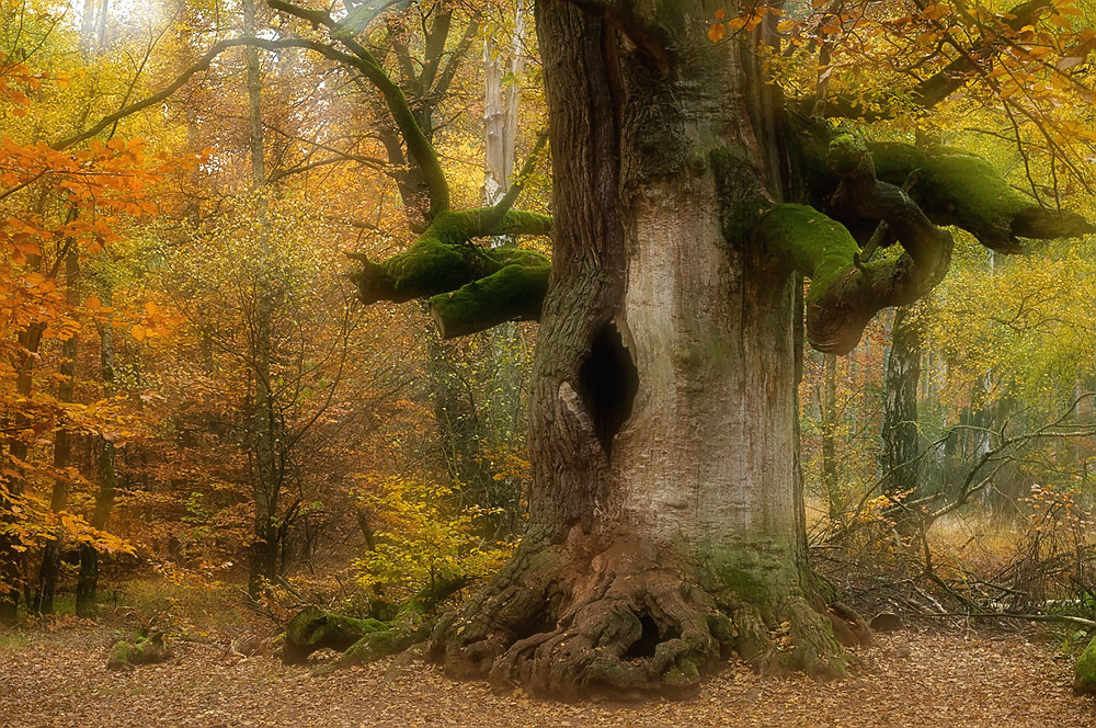 urwald sababurg (Forum für Naturfotografen)