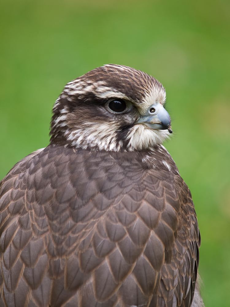 Falke (Forum für Naturfotografen)