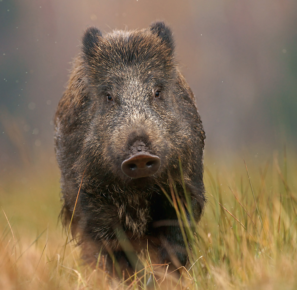 Wildsau (Forum für Naturfotografen)