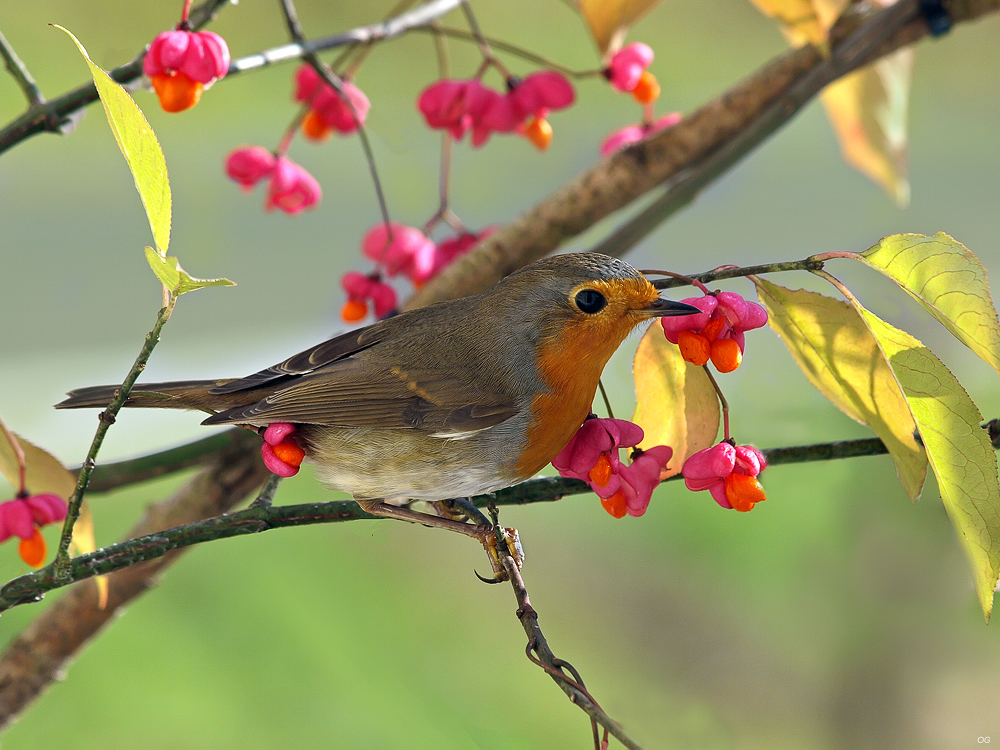 Rotkehlchen (Forum für Naturfotografen)