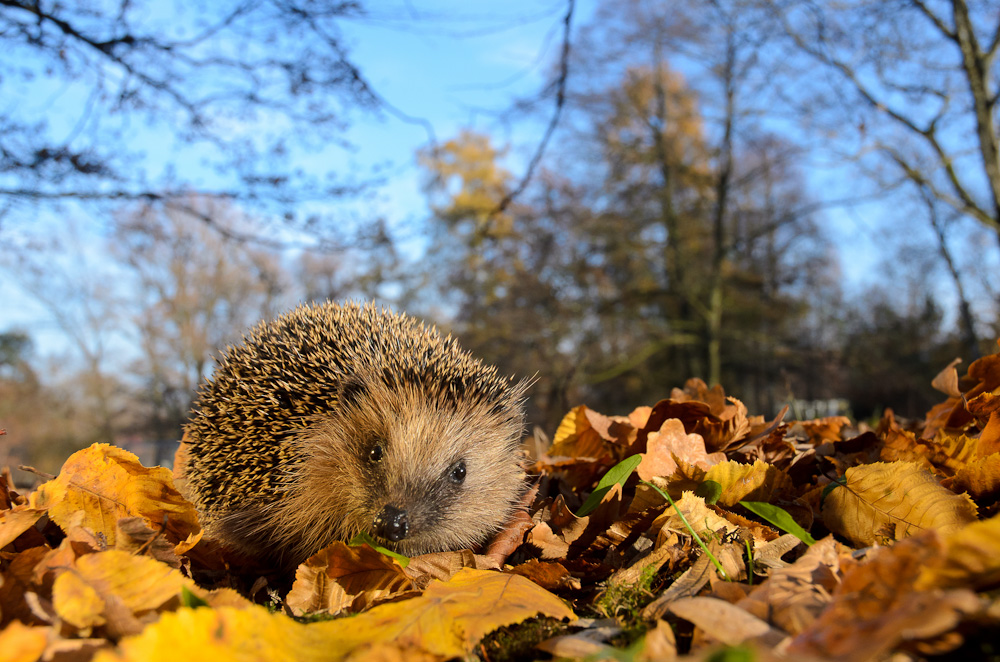 Braunbrustigel (Erinaceus europaeus) (Forum für Naturfotografen)