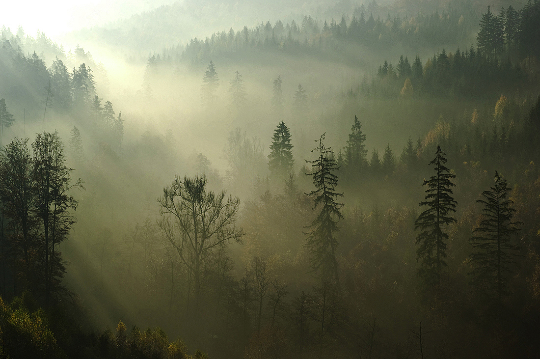Nebelwald (Forum für Naturfotografen)