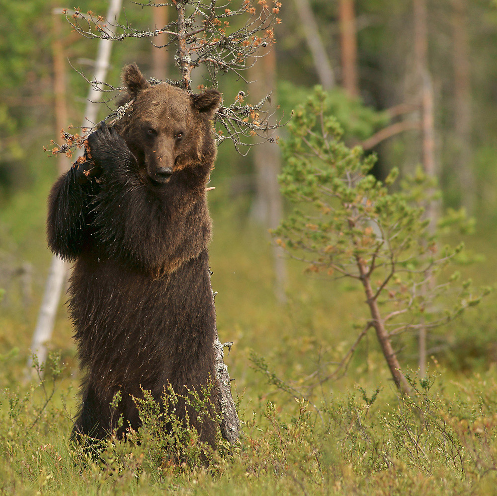 Braunbär (Forum für Naturfotografen)