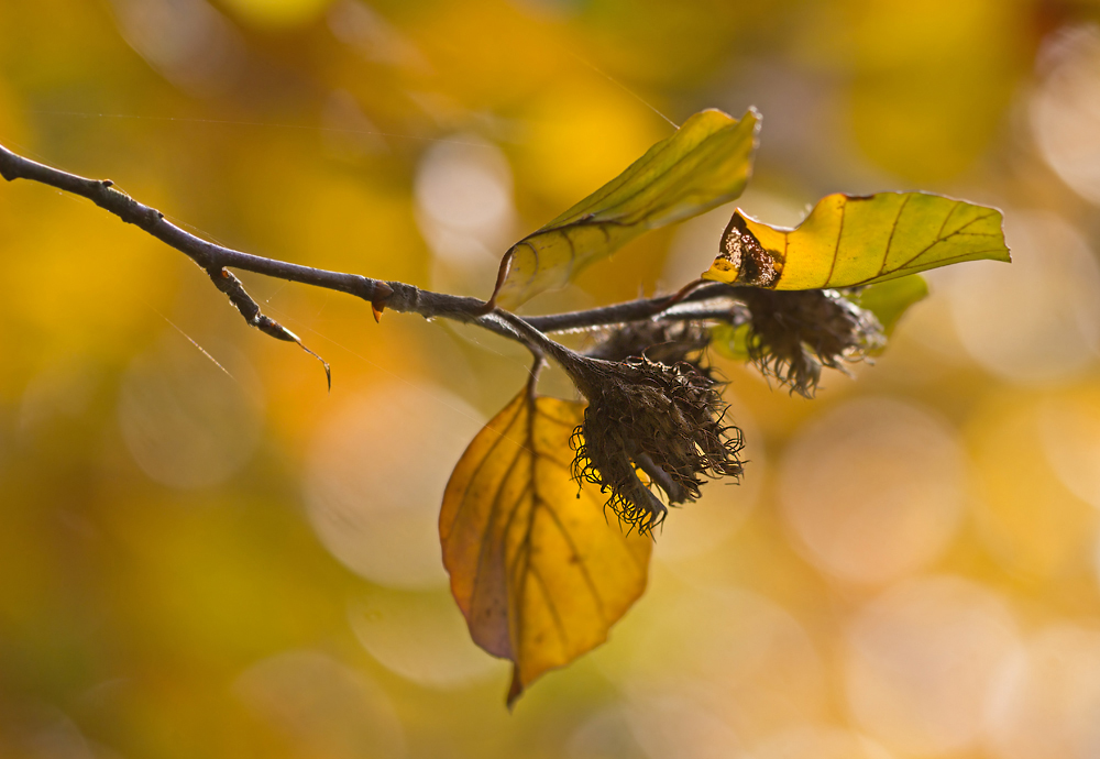 Bucheckern (Forum für Naturfotografen)
