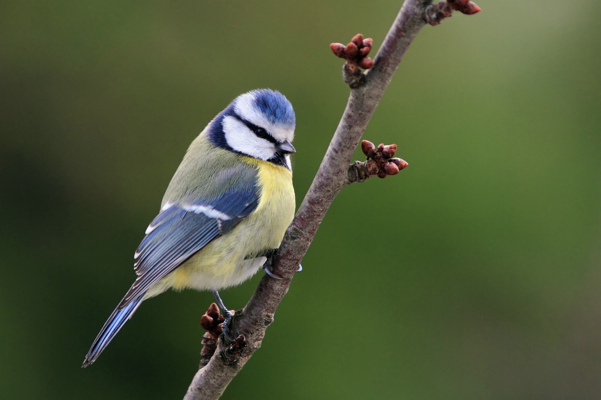 Blaumeise (Forum für Naturfotografen)