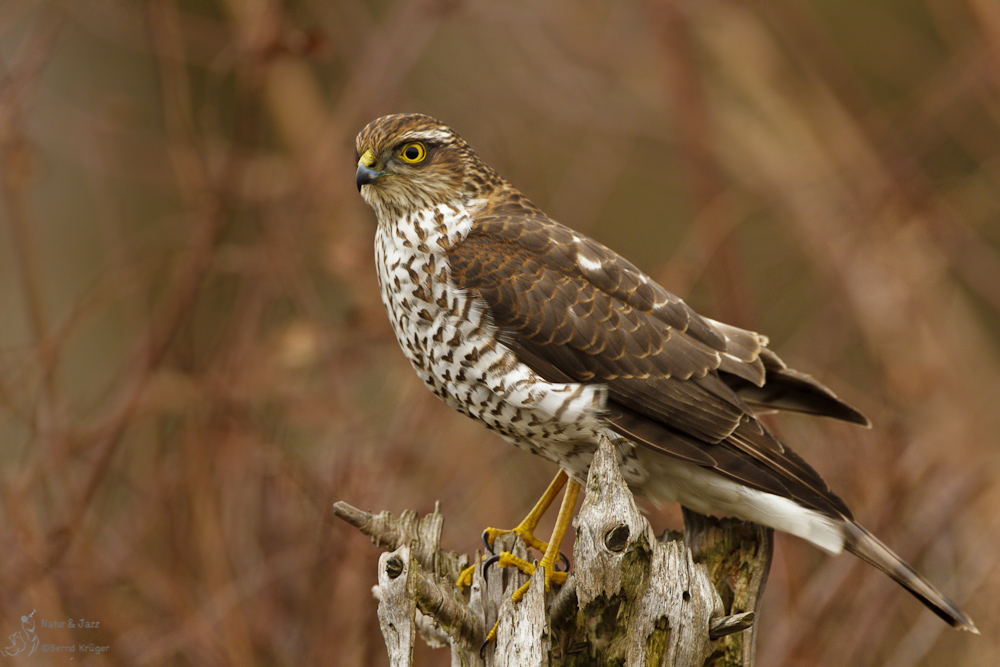 Sperber (Forum für Naturfotografen)