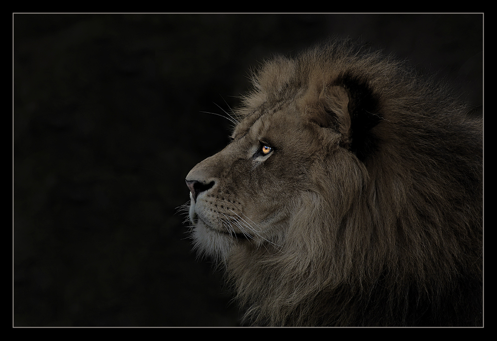 Tierbild des Monats Dezember 2011 (Forum für Naturfotografen)