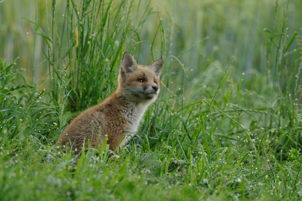 Junger Fuchs (Forum für Naturfotografen)