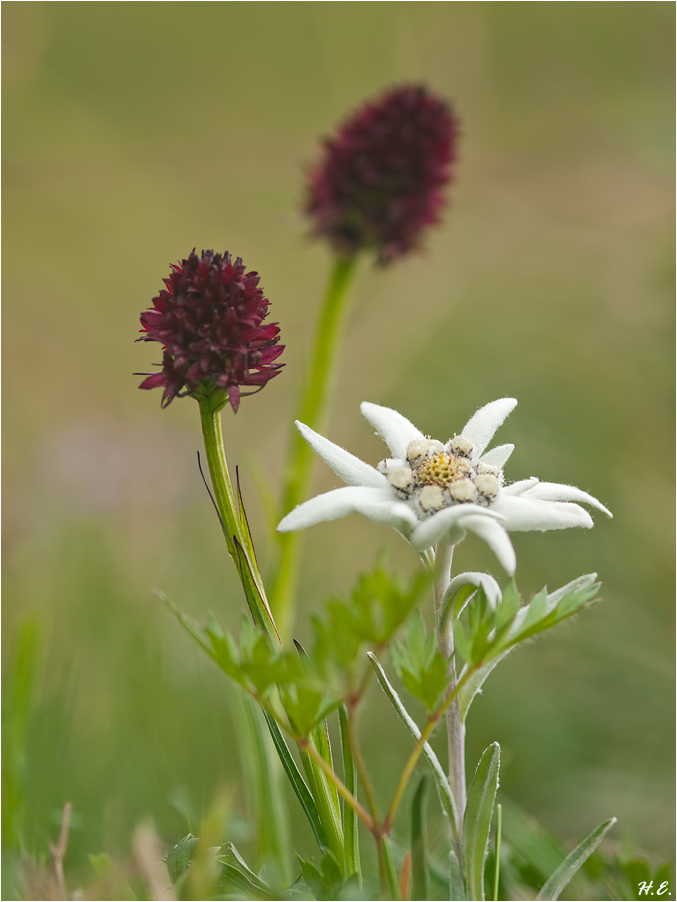 Königin der Alpenblumen (Forum für Naturfotografen)