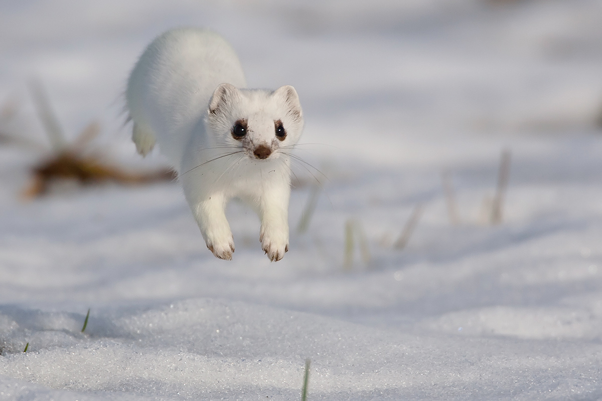 Hermelin im Sprung (Forum für Naturfotografen)