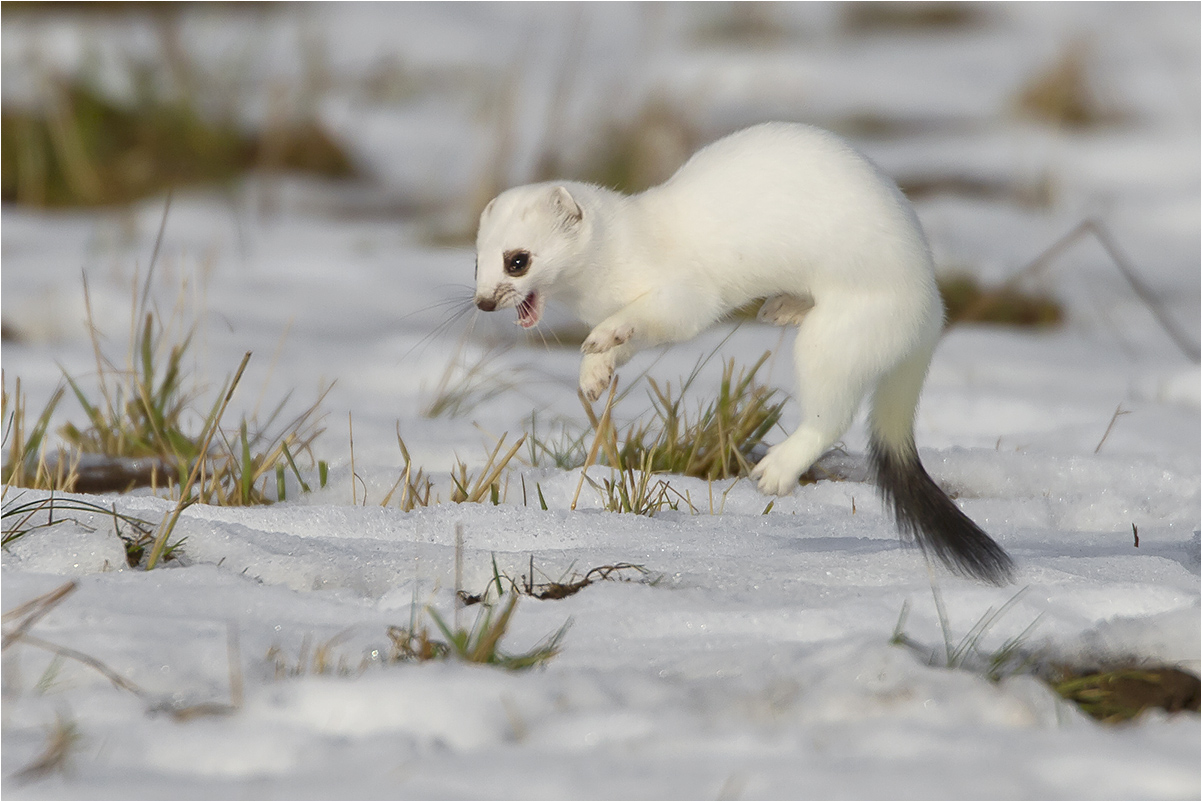 Hermelin - Hochsprung kann ich auch (Forum für Naturfotografen)