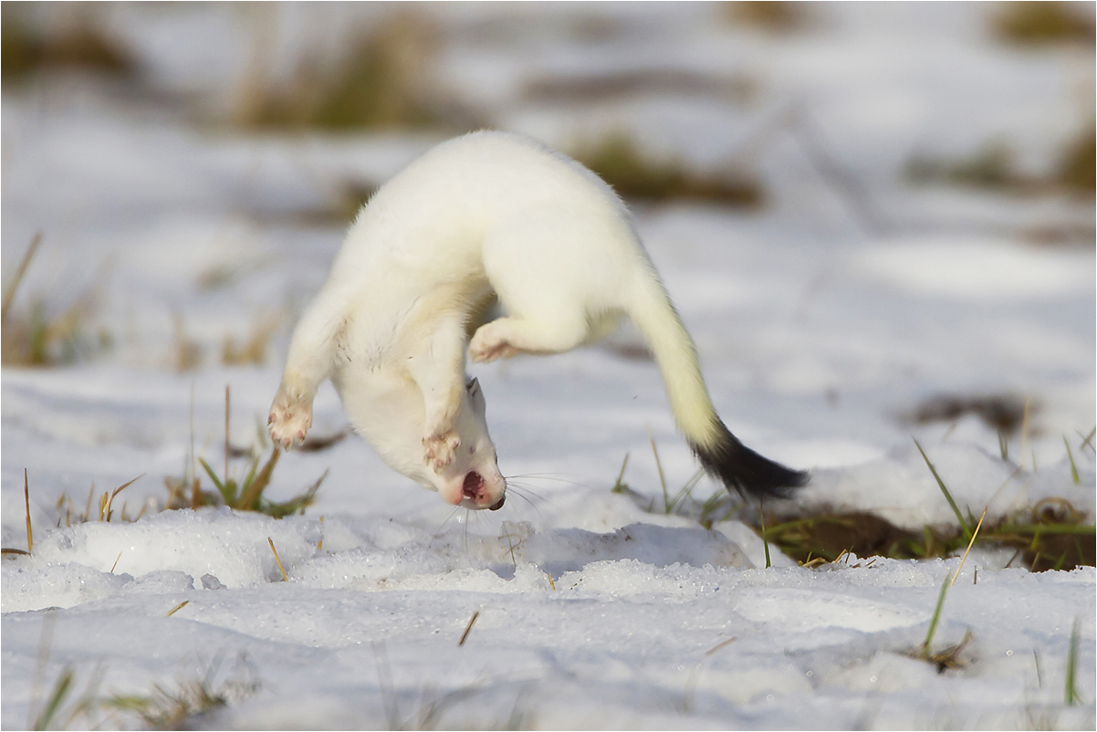 Hermelin - Rad schlagend (Forum für Naturfotografen)