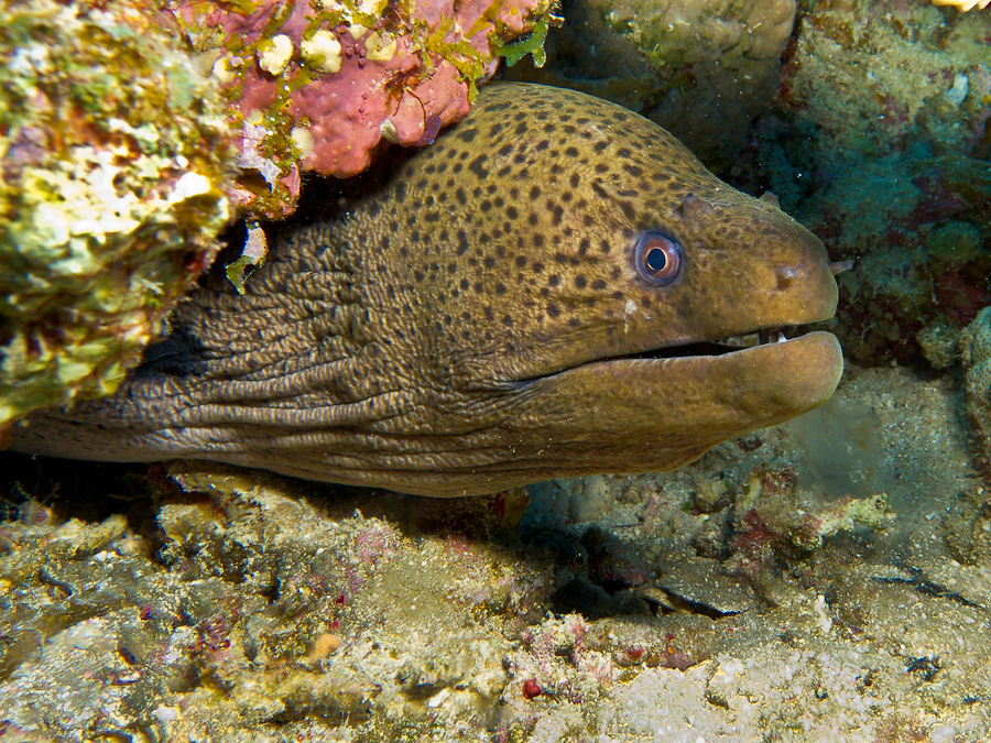 Muräne (Forum für Naturfotografen)