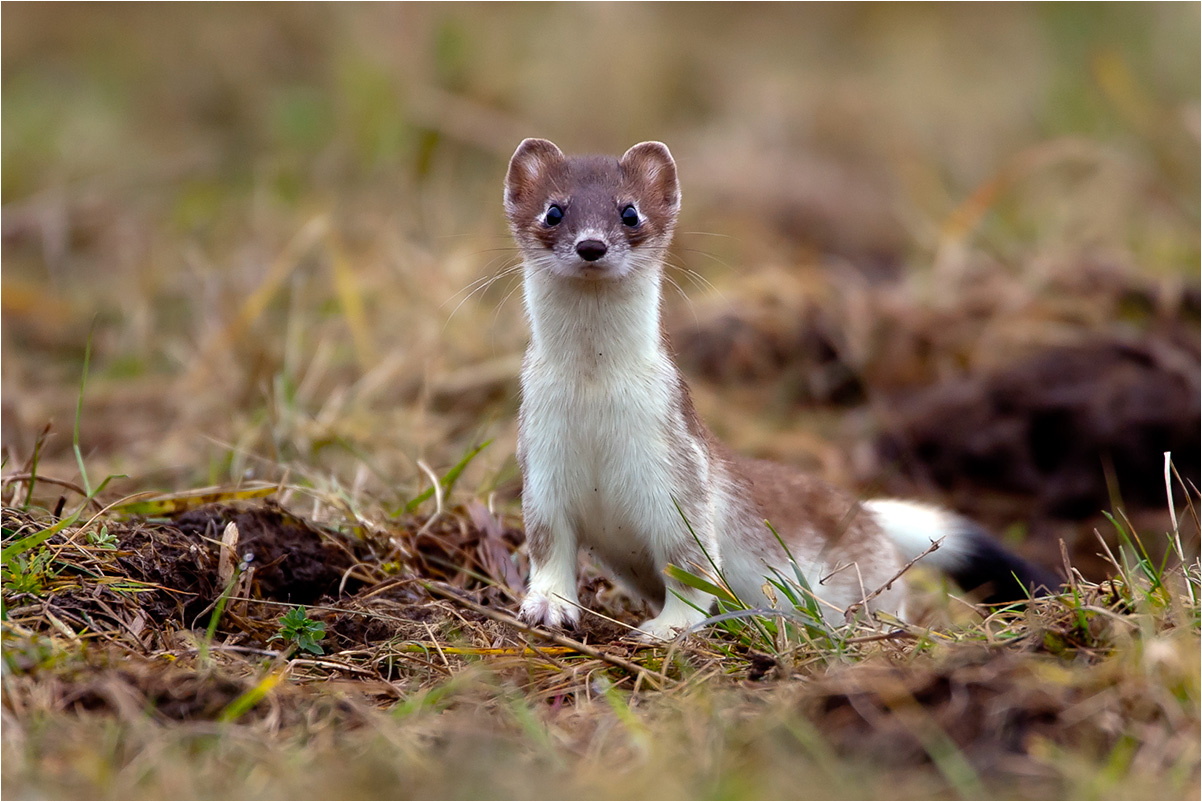 Hermelin - Eines geht noch (Forum für Naturfotografen)